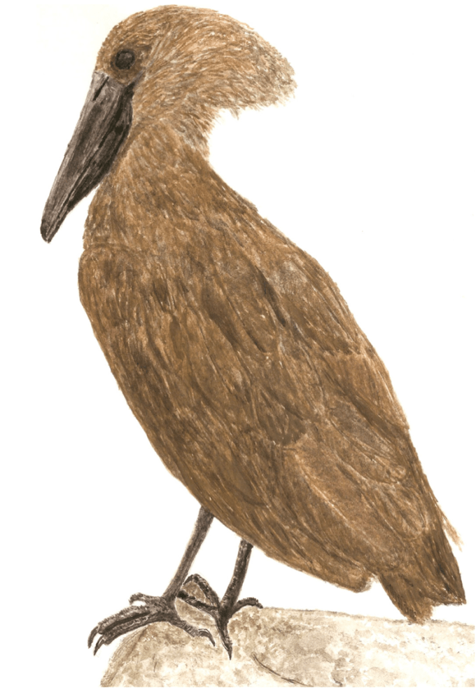 The Hamerkop in Zimbabwean Folklore – Birdlore