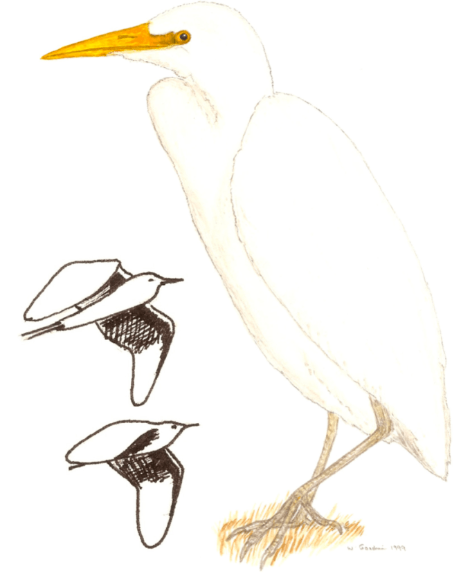 The Cattle Egret in Zimbabwean Folklore – Birdlore