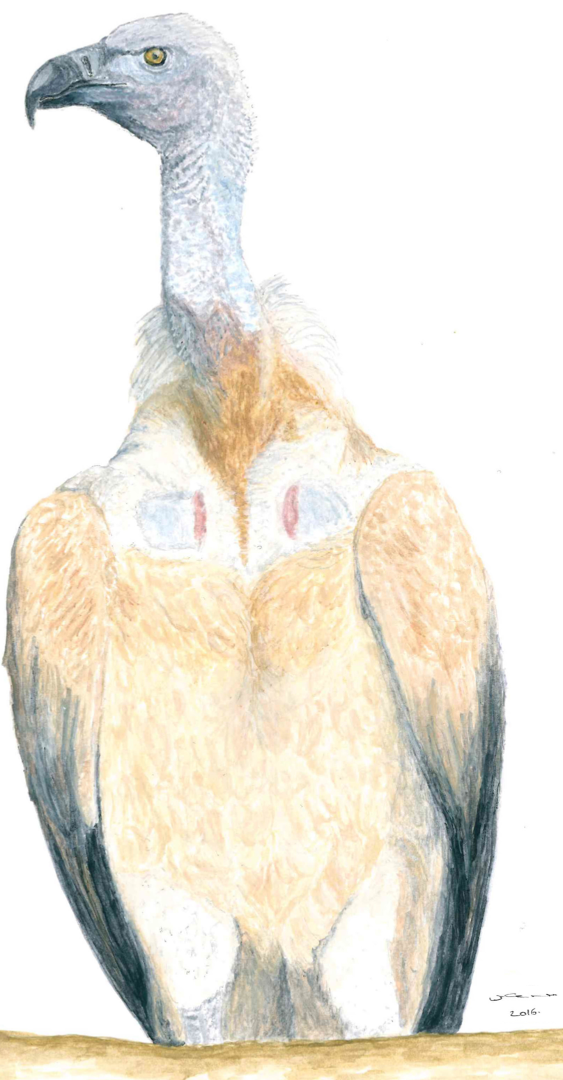 Vultures in Zimbabwean Folklore – Birdlore