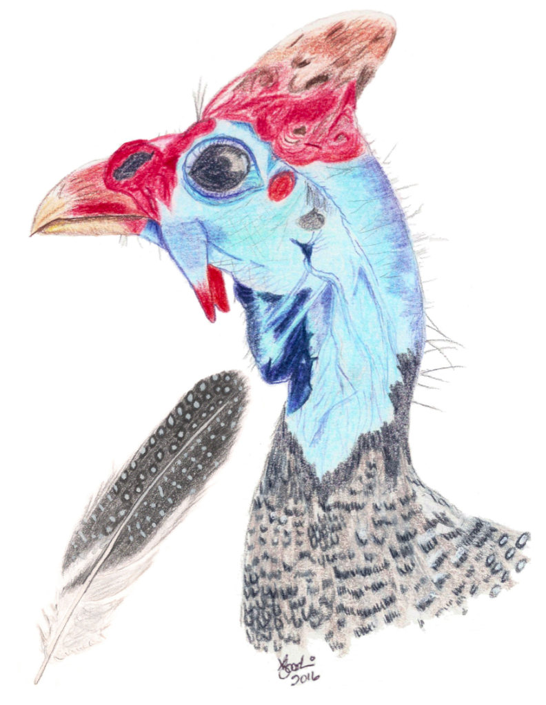 The Helmeted Guineafowl in Zimbabwean Folklore – Birdlore