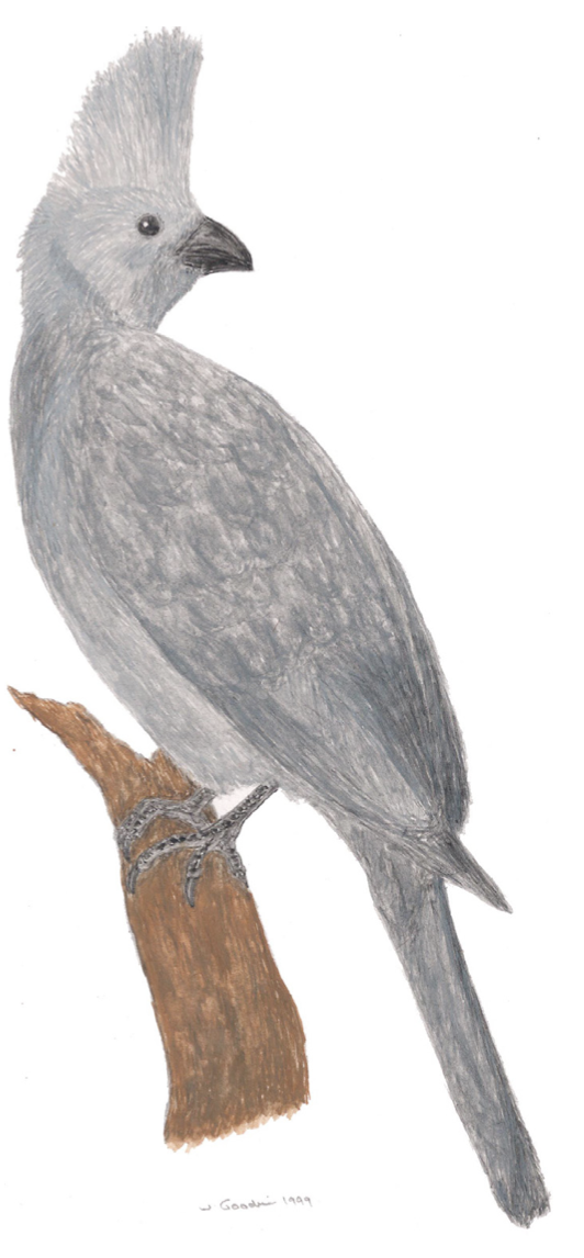 The Grey Lourie in Zimbabwean Folklore – Birdlore