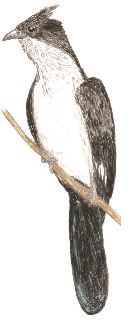 Cuckoos and Coucals in Zimbabwean Folklore – Birdlore