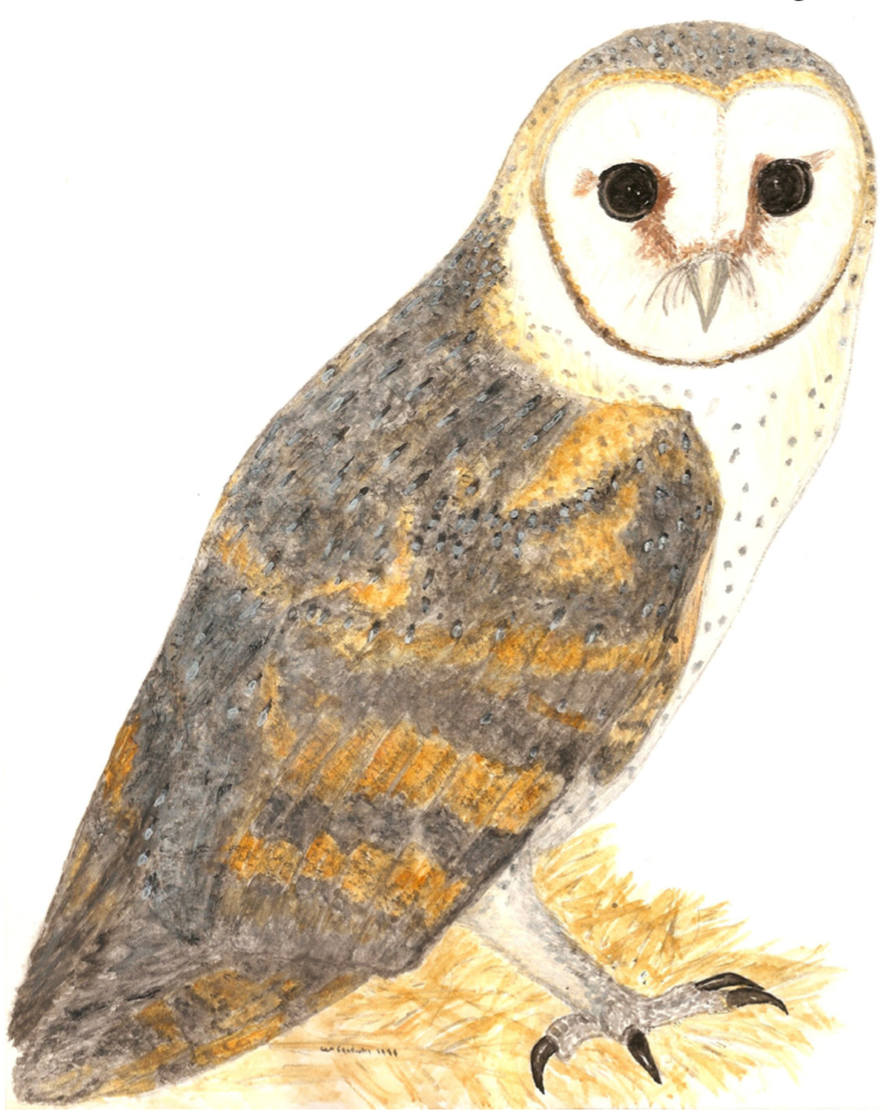 Owls in Zimbabwean Folklore – Birdlore