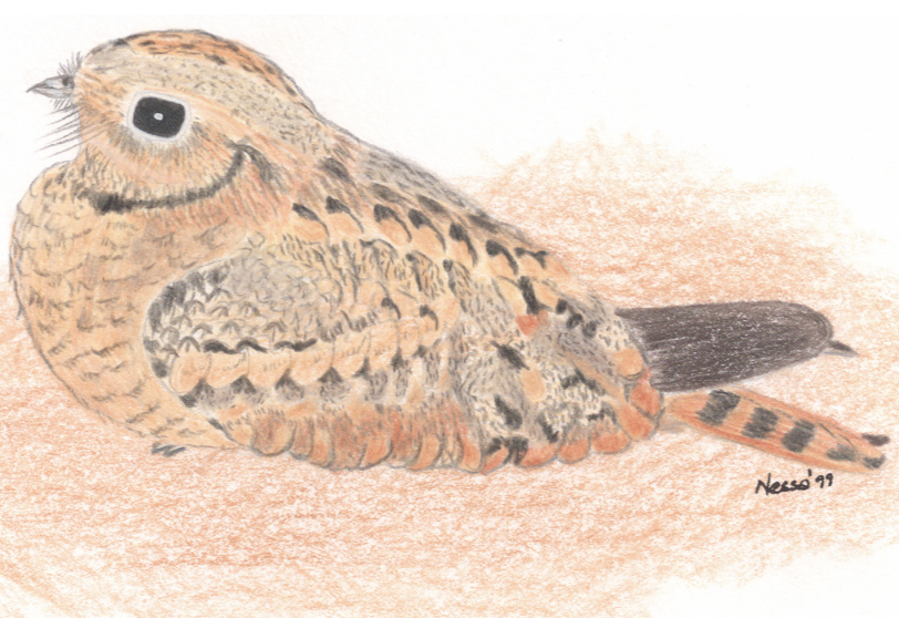Nightjars in Zimbabwean Folklore – Birdlore