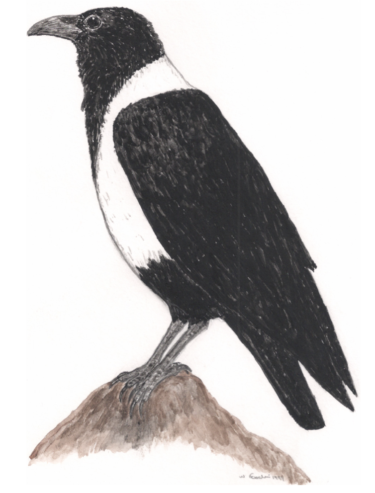 The Pied Crow in Zimbabwean Folklore – Birdlore