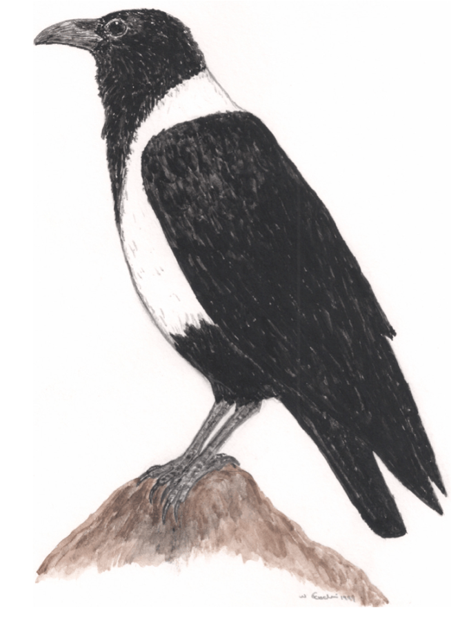 The Pied Crow in Zimbabwean Folklore – Birdlore