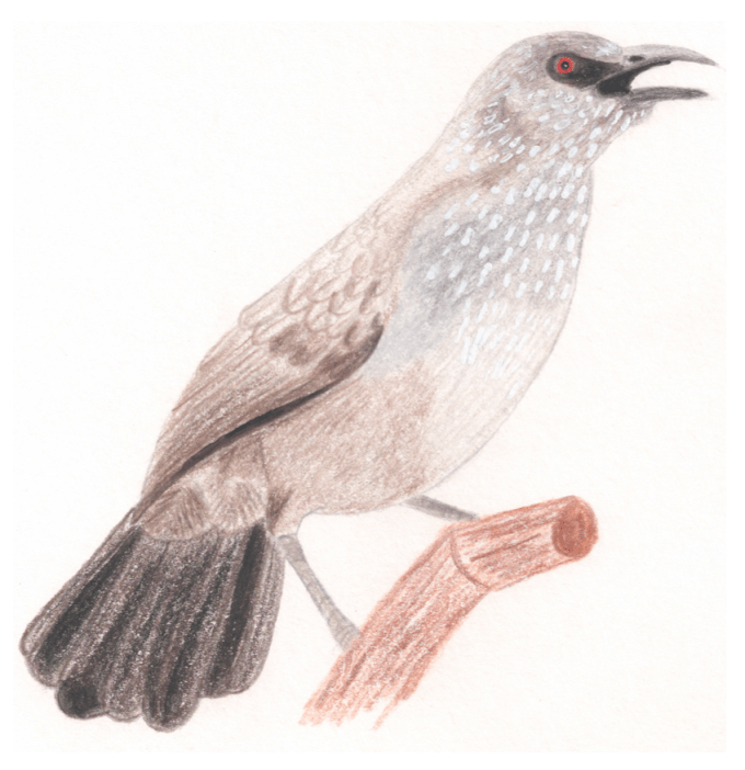 Birds in Zimbabwean Folklore – Birdlore