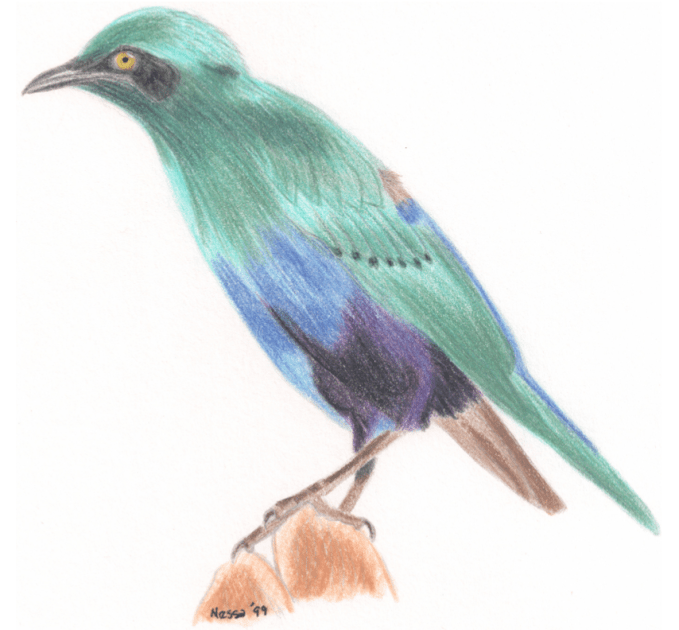 Birds in Zimbabwean Folklore – Birdlore