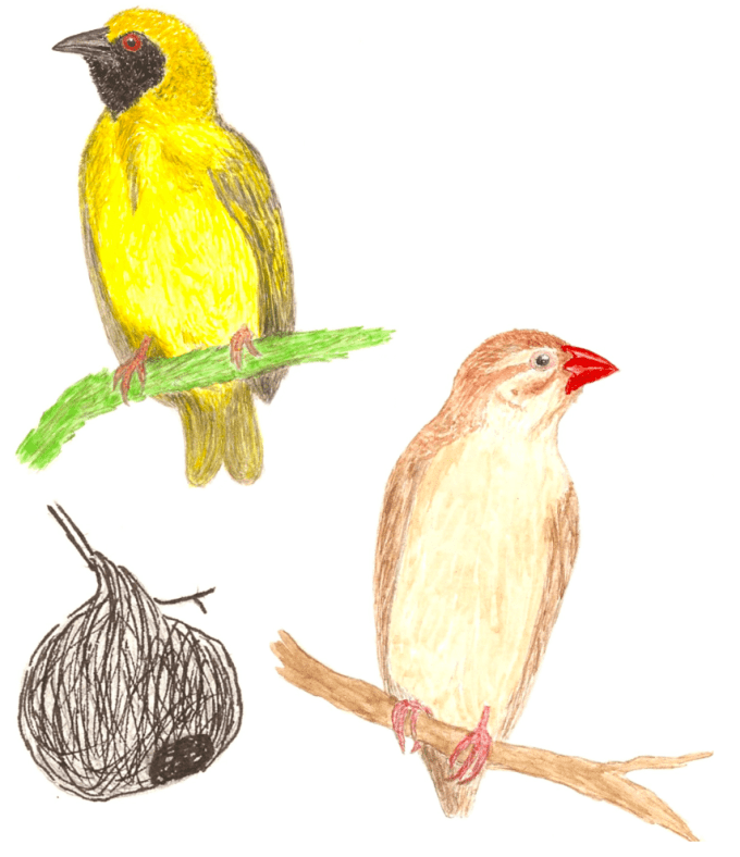 Birds in Zimbabwean Folklore – Birdlore