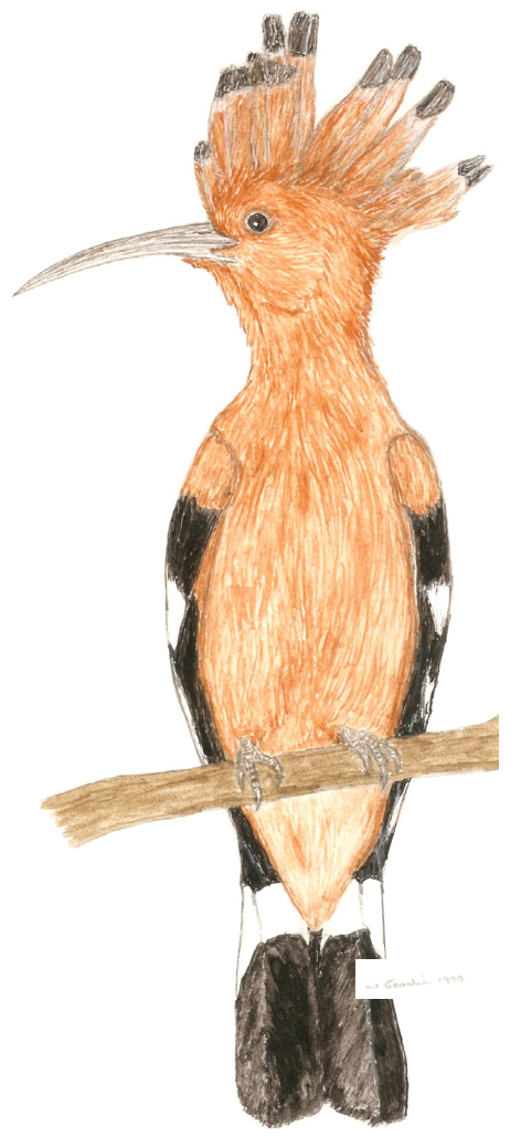 Zimbabwean Bird Names (A-W) – Birdlore