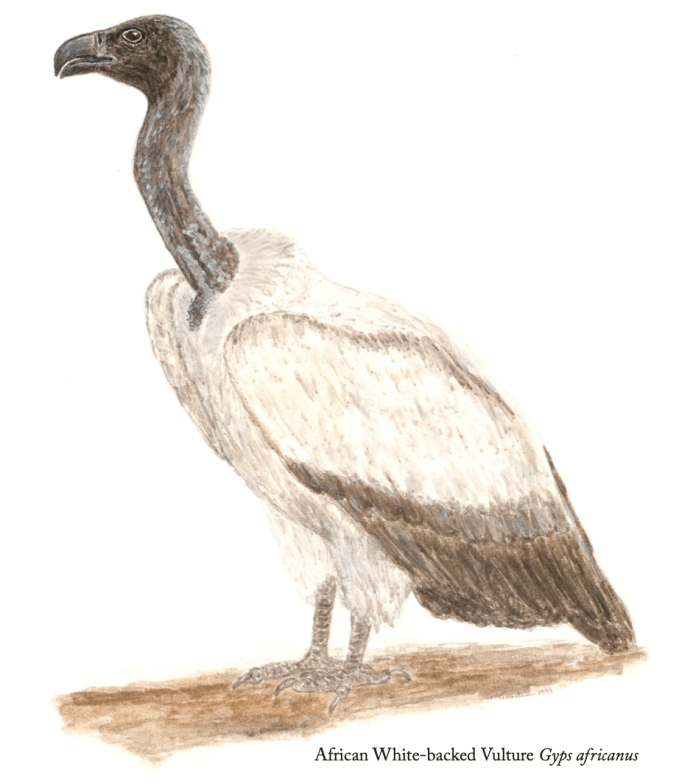 Zimbabwean Bird Names – Birdlore